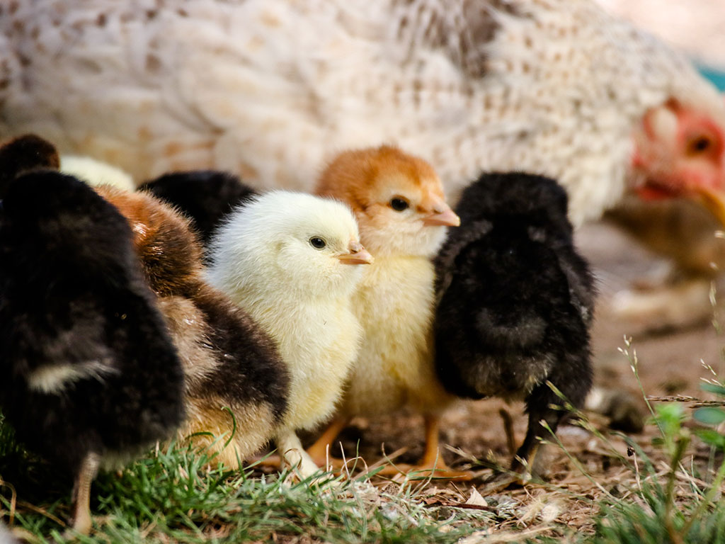 Action for chick rearing